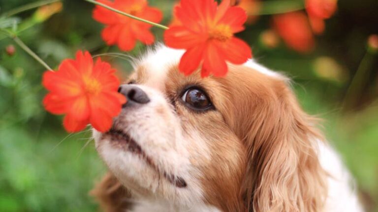 Bio-Groom | Exceptional Pet Care Products for Over 50 Years